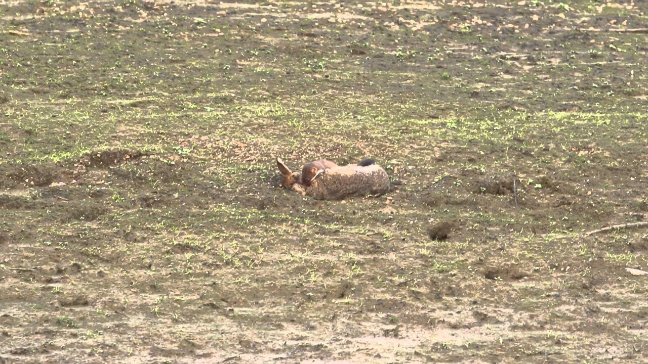 Stoat and Rabbit at Carsington - YouTube