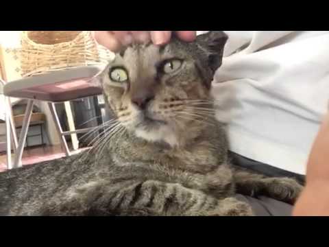 GUS the cat dog - YouTube