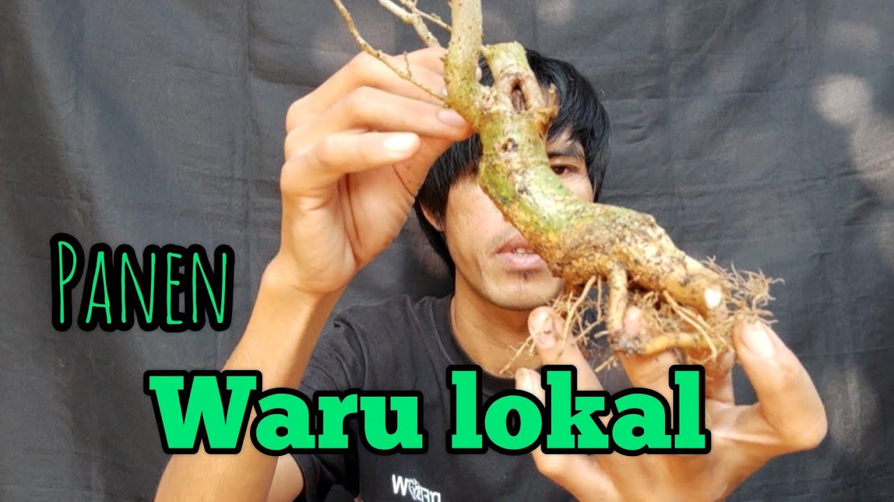panen bonsai mini || waru lokal || hibuscustiliaceus - YouTube