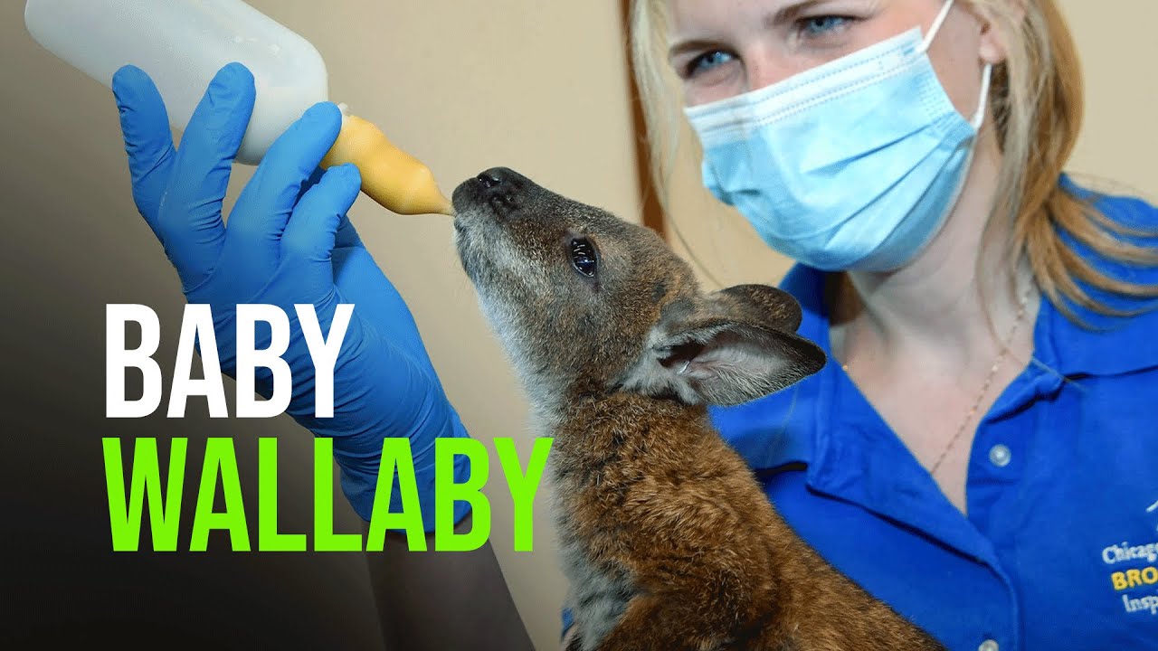 Baby Wallaby