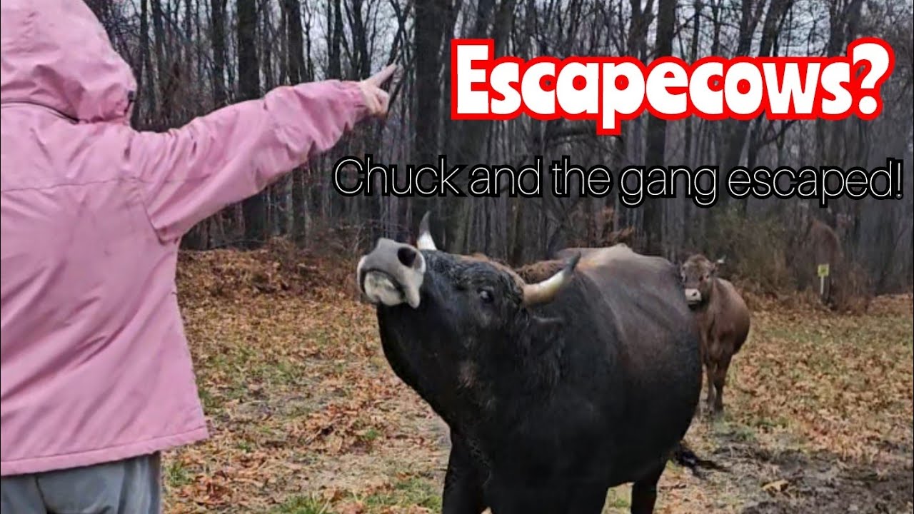 Our cows escaped! - YouTube