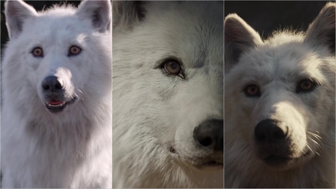 [The Call of the Wild] The Complete Animation of The White She-Wolf ...