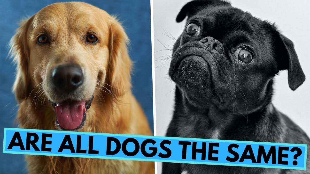 Are Dogs Personalities Determined by the Breed Type? Or Are All Dogs ...