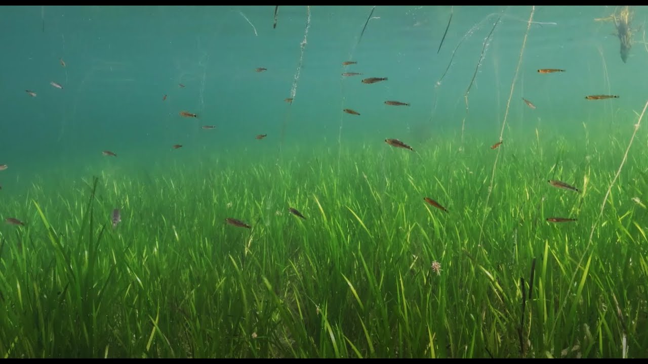 Seawilding Story - Seagrass meadow and native oyster restoration - YouTube