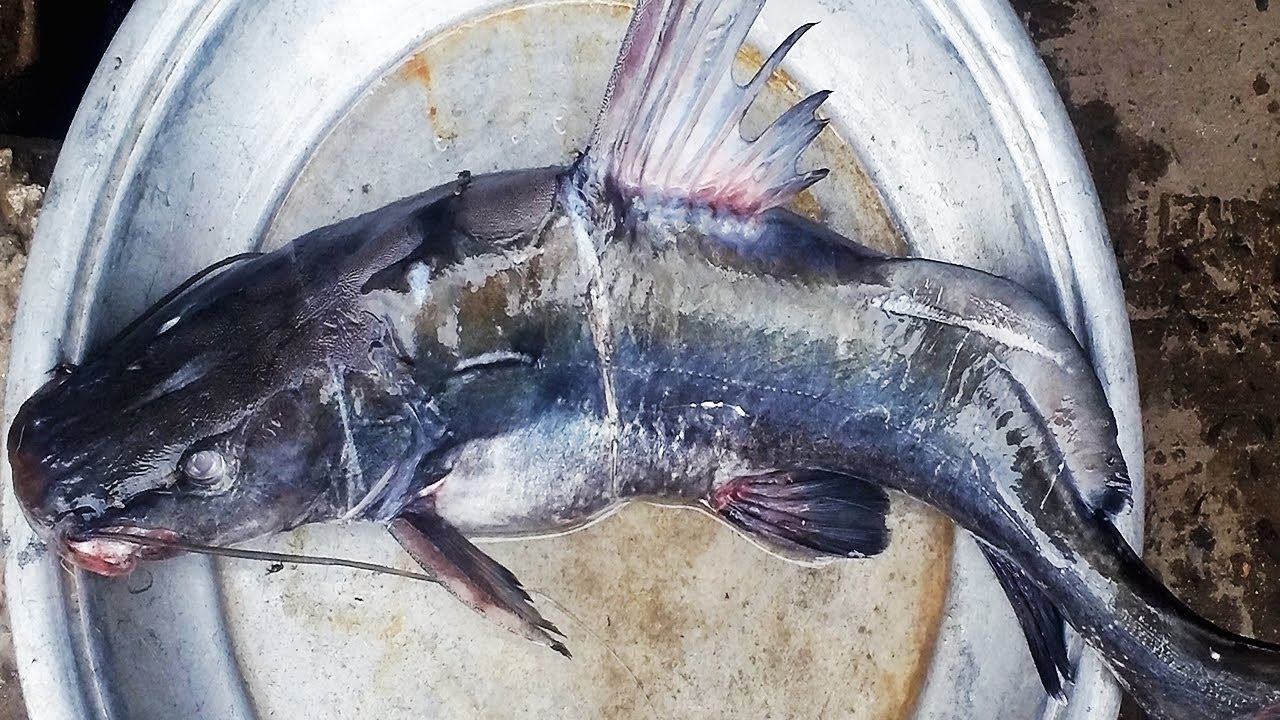 amazing ayer fish cutting in fish market | aiyer fish cutting skills🐠🔪 ...