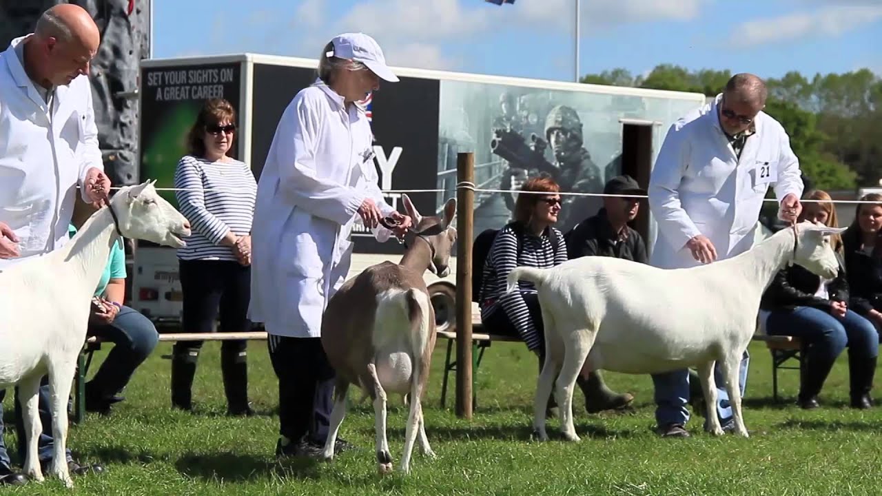 Goat showing (how to prepare your goat for a show. British Goat Society ...