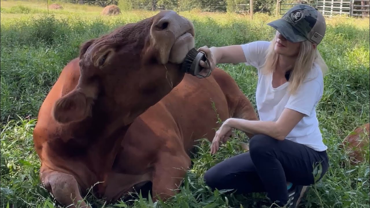 Brushing Cows — Goldie & Froo Froo. Moo. - YouTube