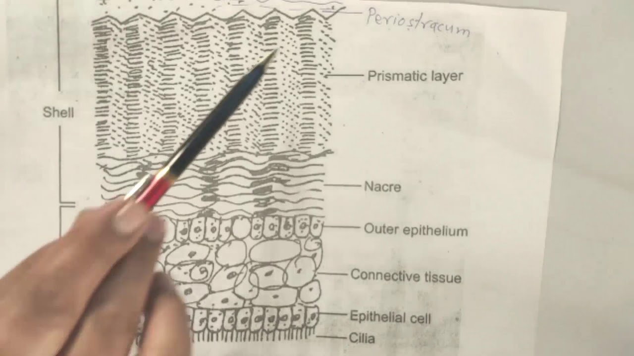 5. Pila globosa: Microscopic structure of shell - YouTube