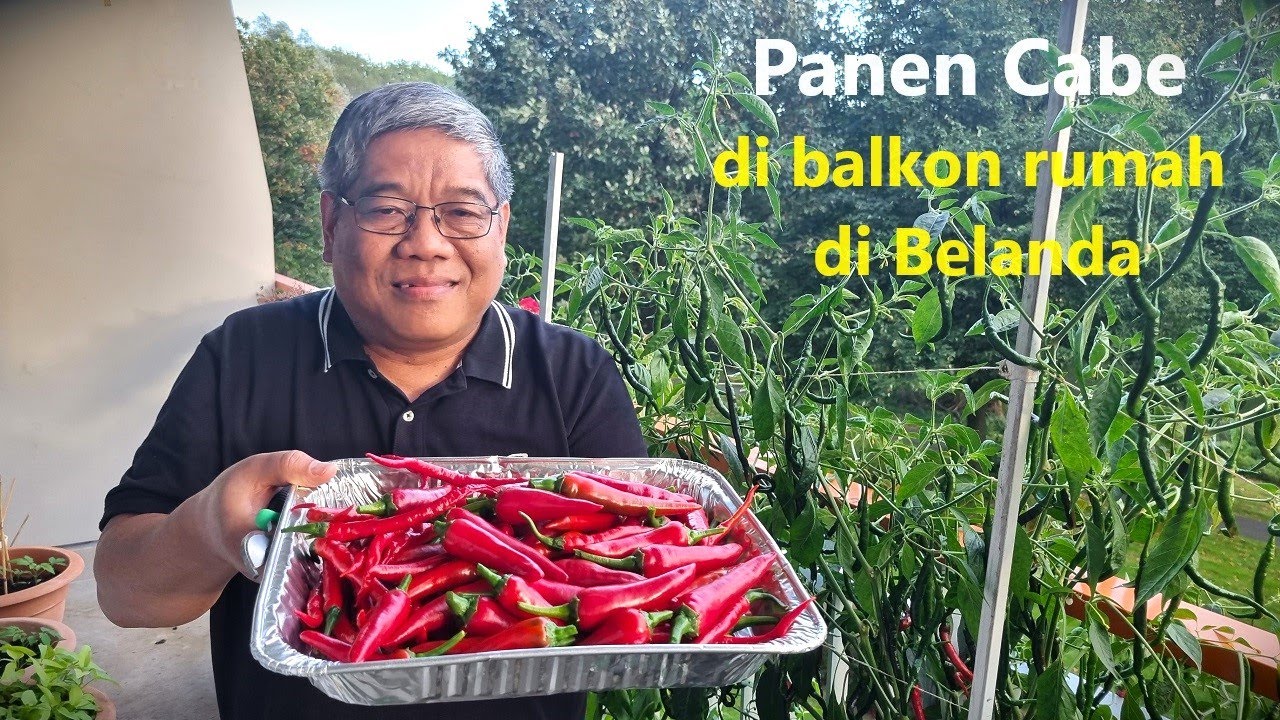 Panen cabe perdana di balkon rumah di Belanda, hasilnya mantap surantap ...