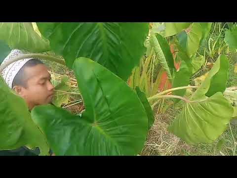 Panen Talas Pratama 1 Tanpa Perawatan - YouTube