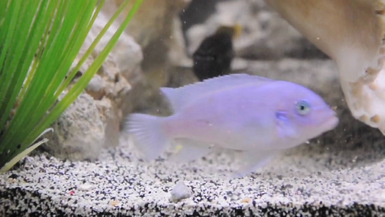 Barry Lippe Fish HD - YouTube
