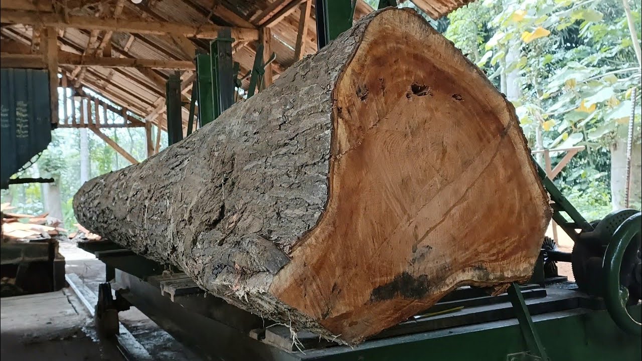 The Amazing Process of Processing a Large Tree Stump || mahogany ...