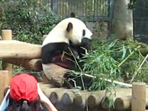 Giant Panda at Ueno Zoo in Japan - YouTube
