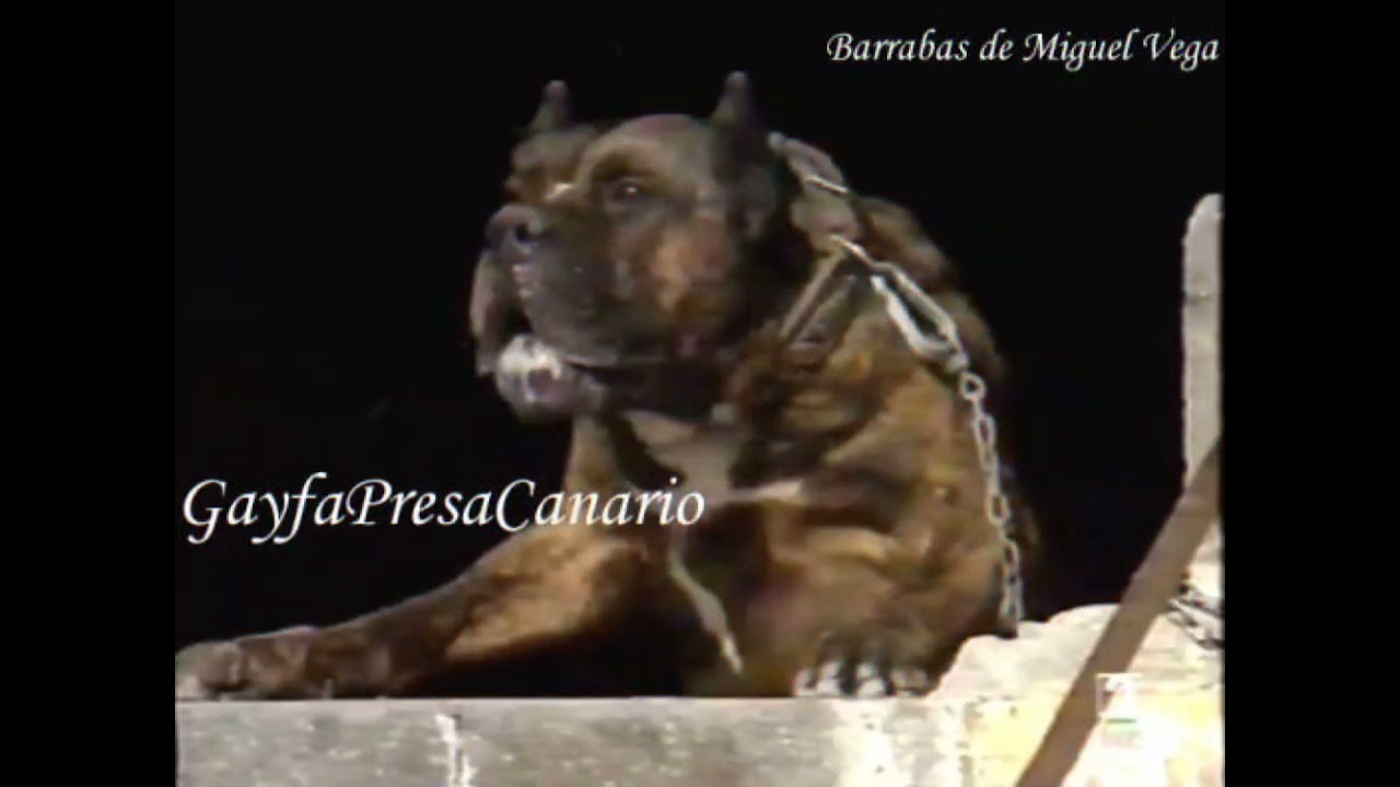 Barrabás. Relatos del perro de presa canario. - YouTube