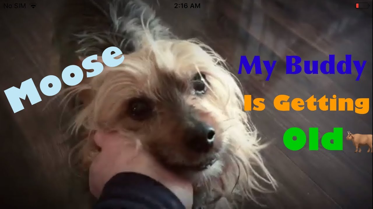 My Buddy is Getting Old 🐂 - YouTube