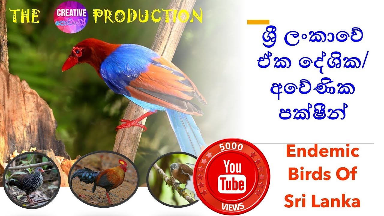 ශ්‍රී ලංකාවට ඒකදේශික / අවේණික පක්ෂීන් ~Endemic Birds Of Sri Lanka - YouTube