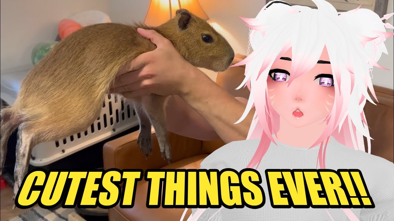 Attillee Reacts To " Why I Ate My Capybara (Apology Video) " | by The ...