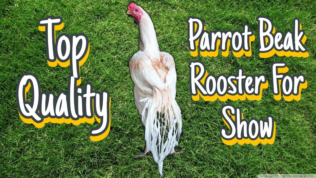 Top Quality Parrot Beak Long Tail Rooster Only For Show. Indian Parrot ...