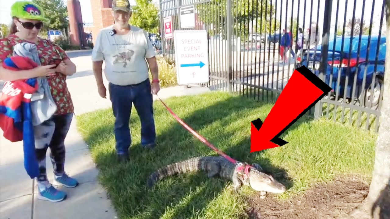 Man Takes Alligator to a Baseball Game, Doesn't Go Well - YouTube