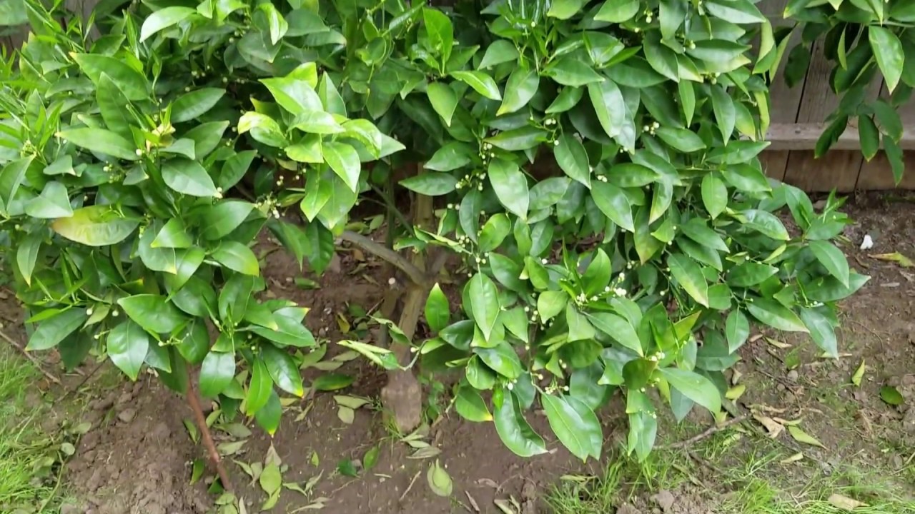 Step by step How to clone a Orange tree. - YouTube