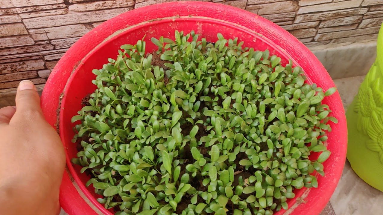Methi grow at home pot गमले में मेथी को कैसे उगाया जाए? - YouTube