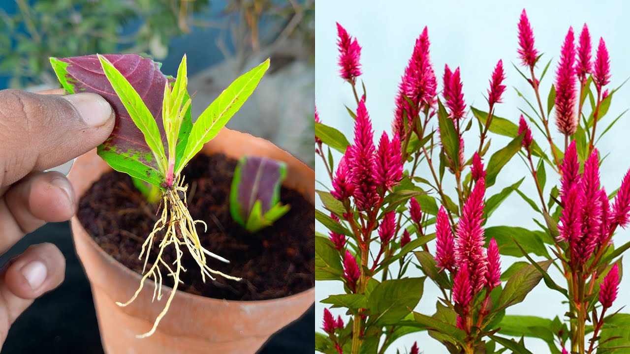 Growing cockscomb flower plant at home is very easy || How to grow ...