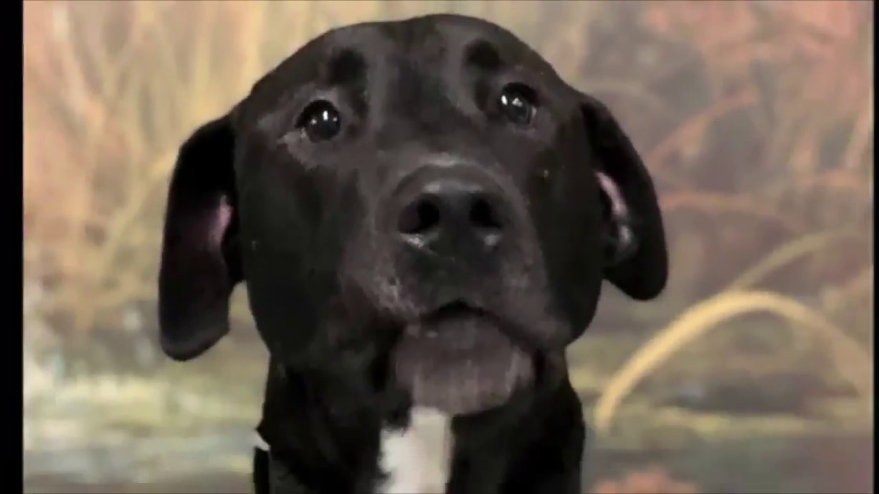 RASCAL TRAILER - YouTube