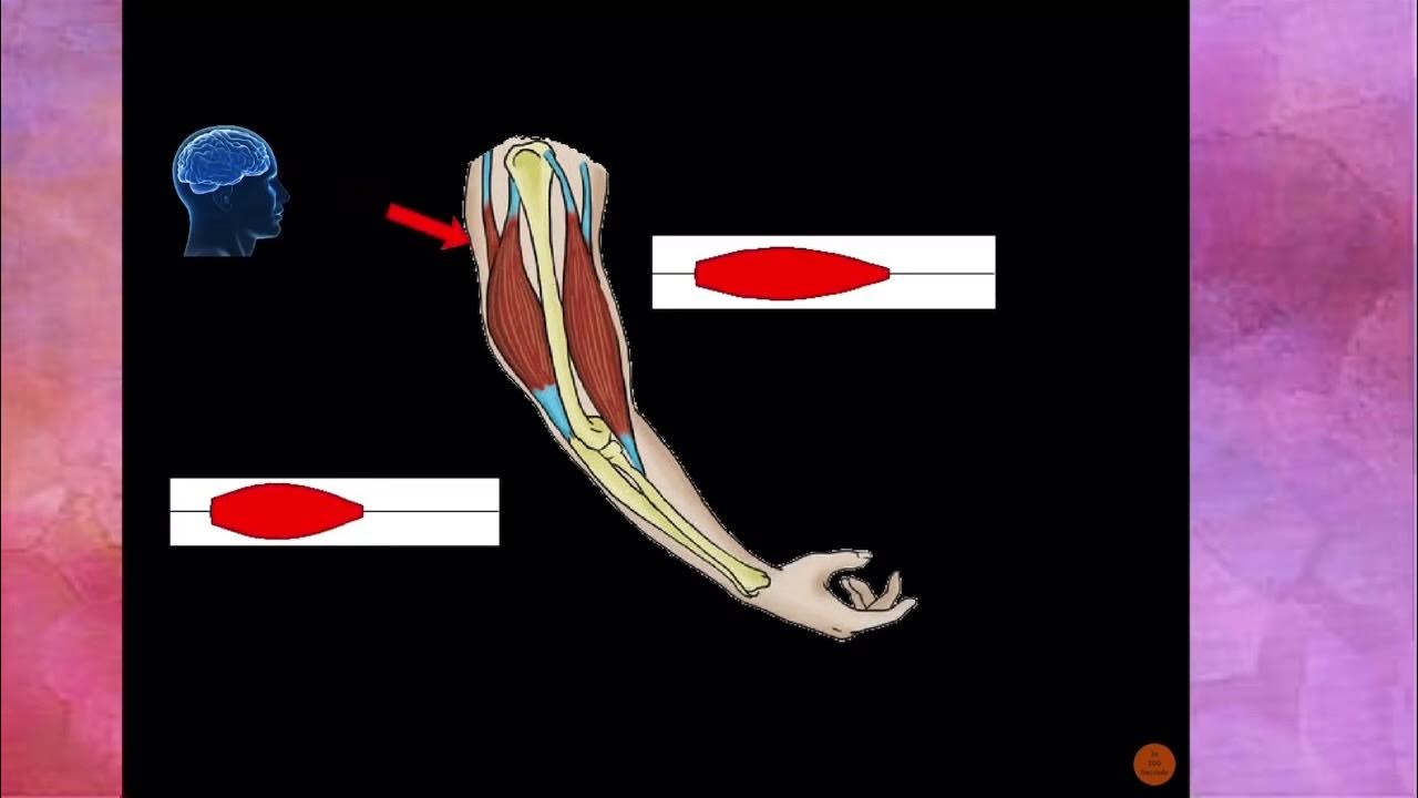 Unit 3 Lesson 5 The Muscular System - YouTube