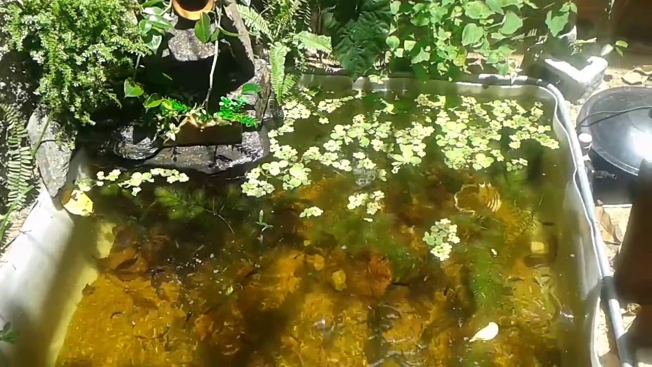 Lago feito de bombona 1000 litros cortada ao meio - YouTube