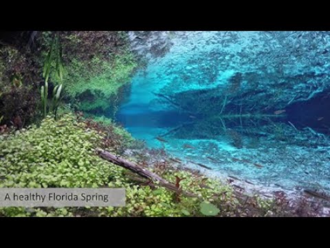 Algae problems at several Florida Springs - YouTube