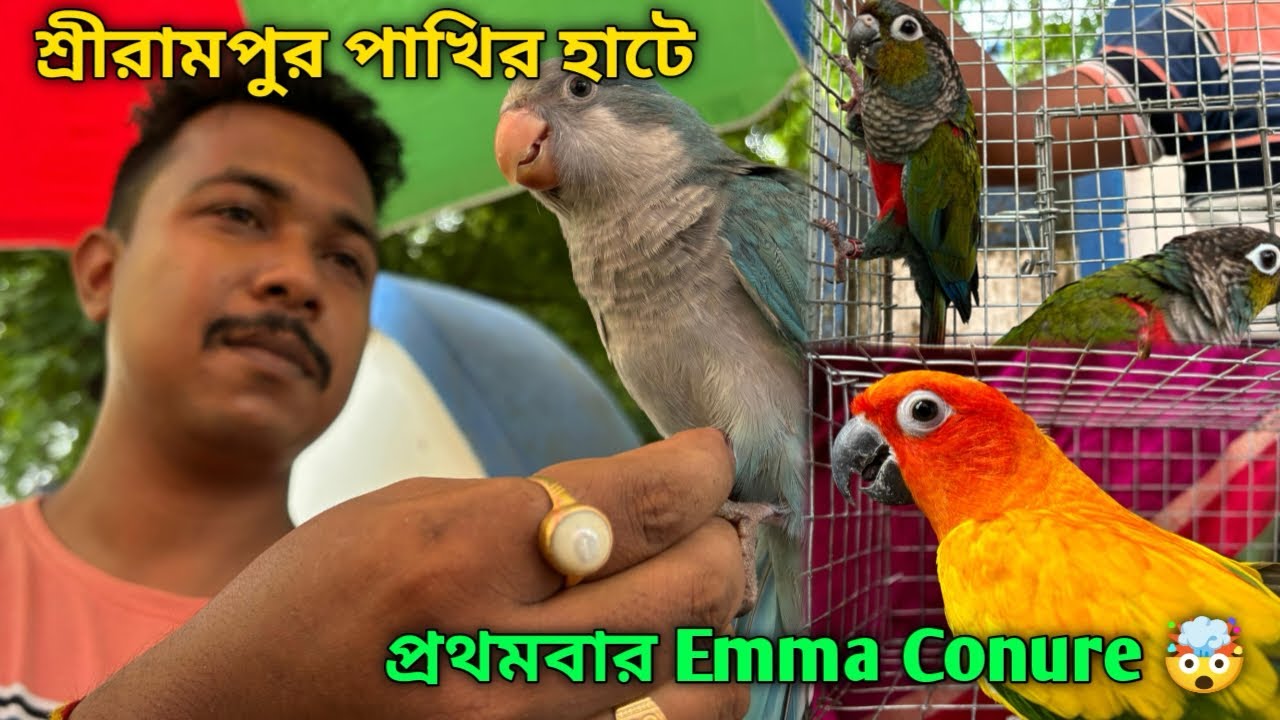 Serampore Pet Market 💥| Recent Bird Price Update | 🔥First Time Emma ...