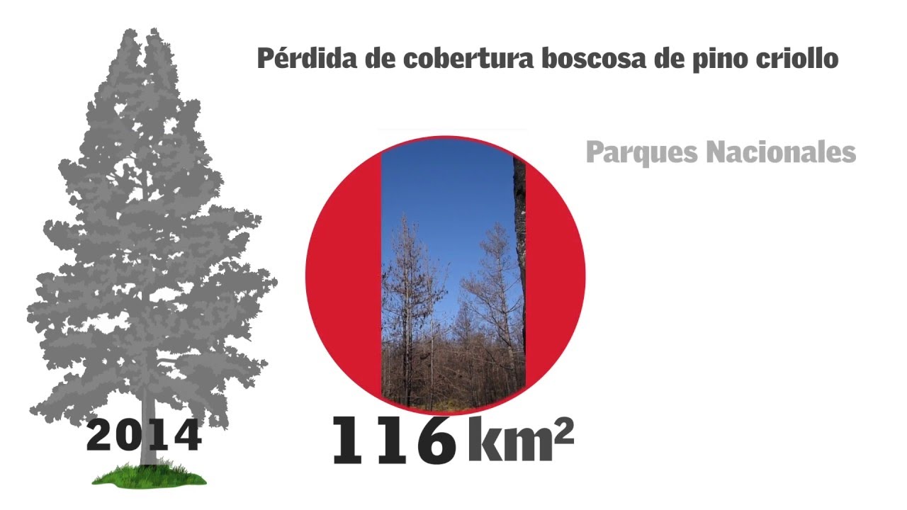 El Pino criollo / Pinus occidentalis. Endémico de la República ...