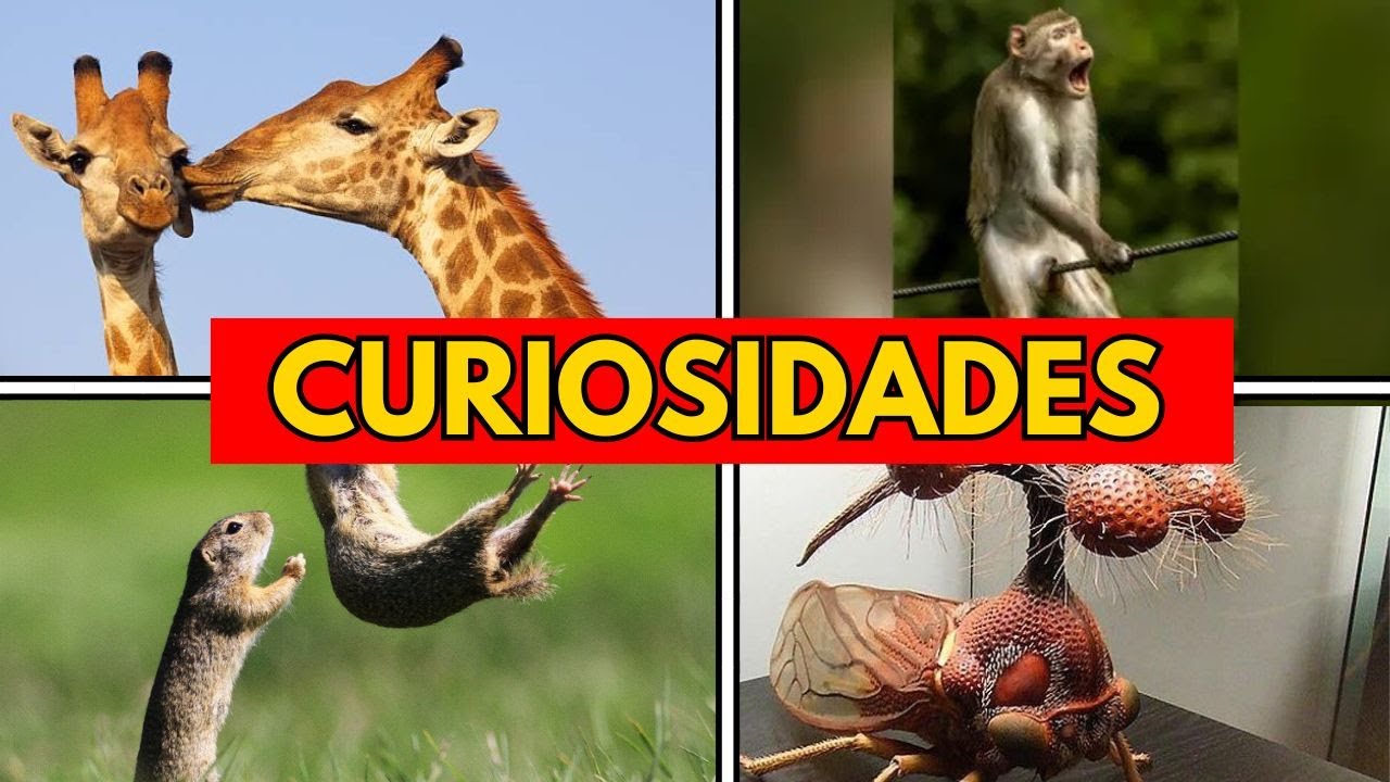 100 Datos Curiosos sobre Animales que Debes Conocer AHORA! - YouTube