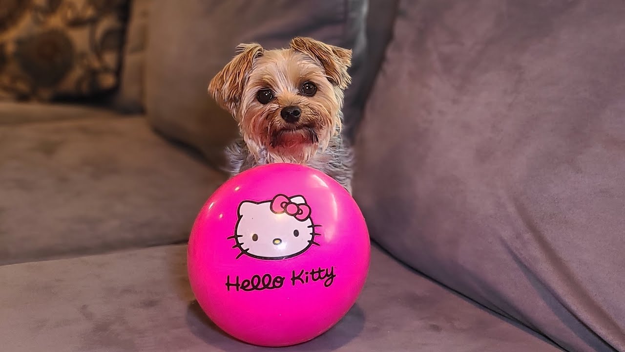 Silly Playtime Fun-Rylie Zooms with Her Hello Kitty Ball🐶💥#funnydogs # ...