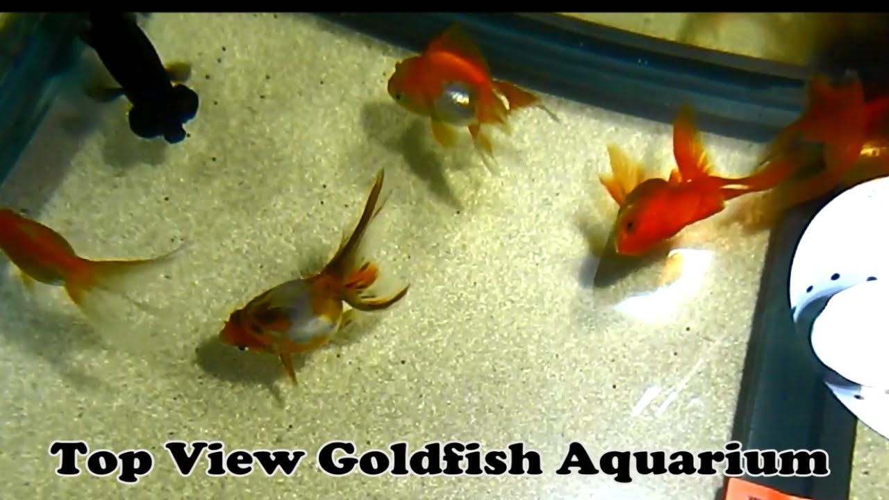 Top View Goldfish Aquarium - YouTube