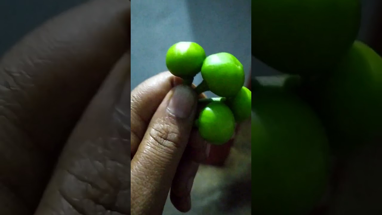#green chilly #short #🌶️🌶️ - YouTube
