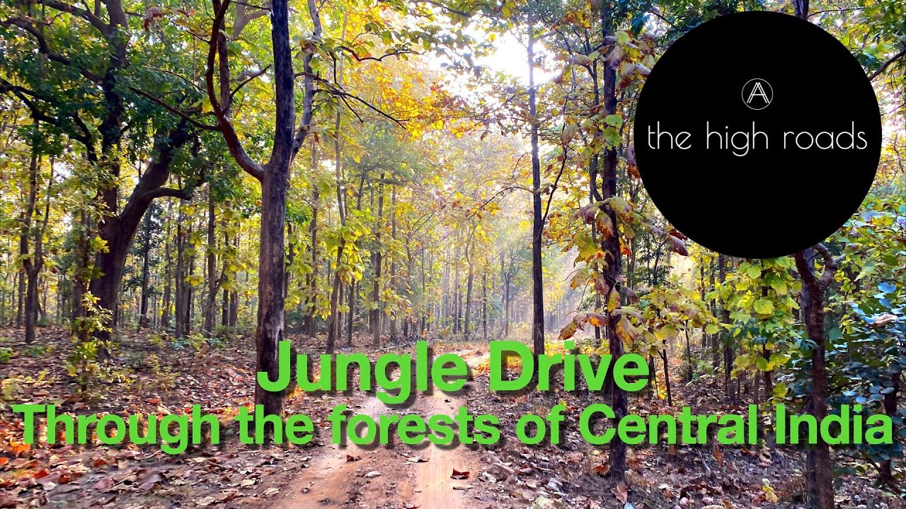 Jungle Drive | Jungle Roads | Driving through the forest | Virtual ...