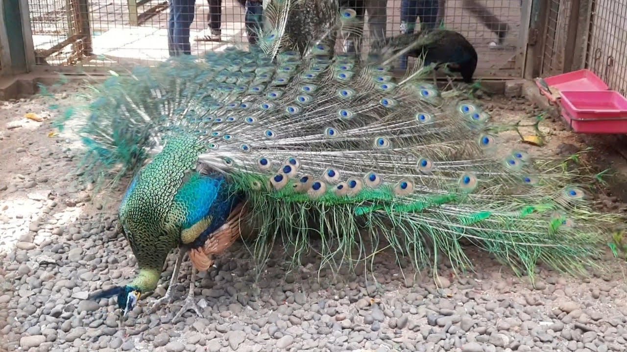 Burung merak hijau - YouTube