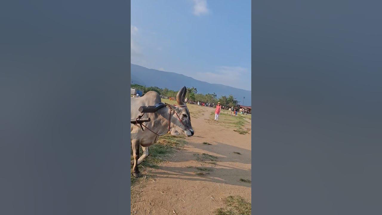 # Isha Yoga Centre # Coimbatore # Ox 🐂 Ride # Best Sweet & Slow Ride # Happy Family Ride ...