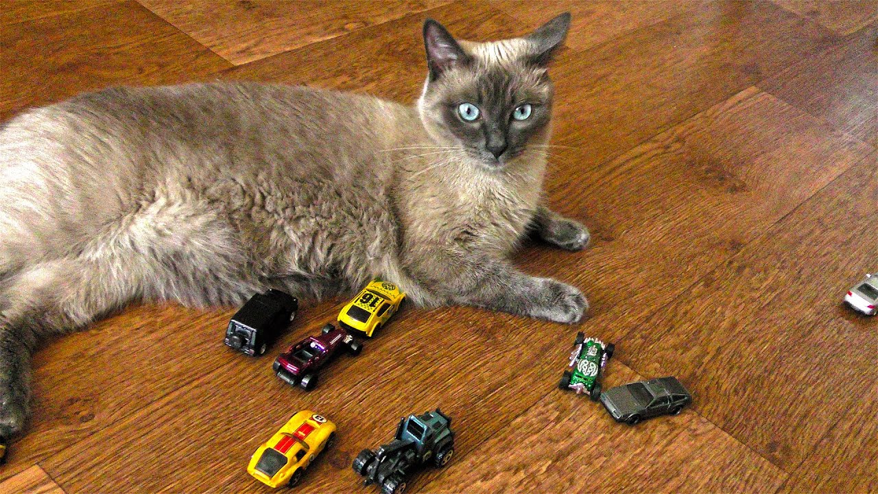 When Toy Cars Meet with Cat - YouTube
