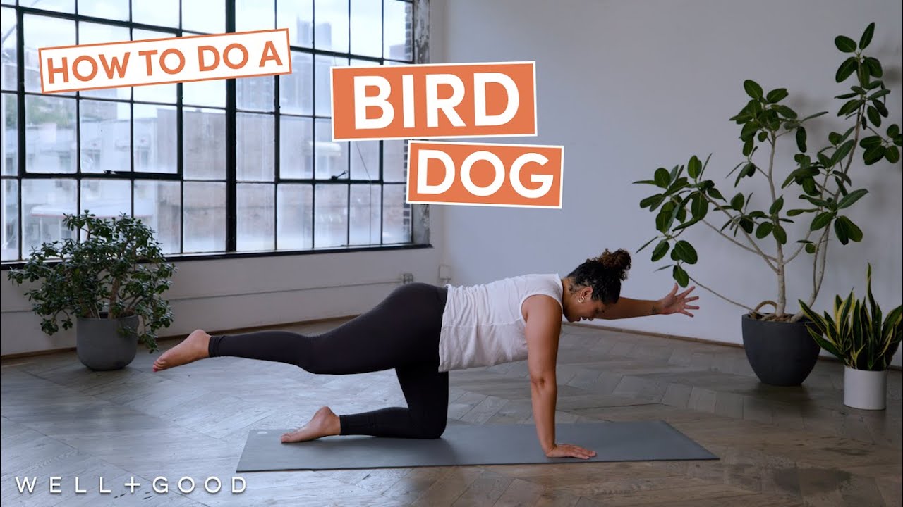 Bird Dogs Exercise