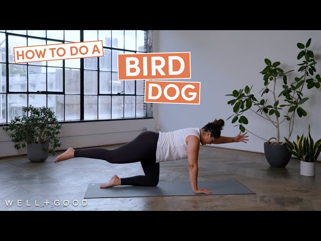 Bird Dogs Exercise
