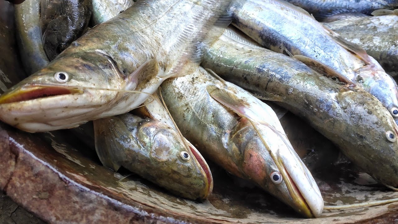 Fishing | Fish catching | Machli Pakadne Ka Tarika | Machhali | - YouTube