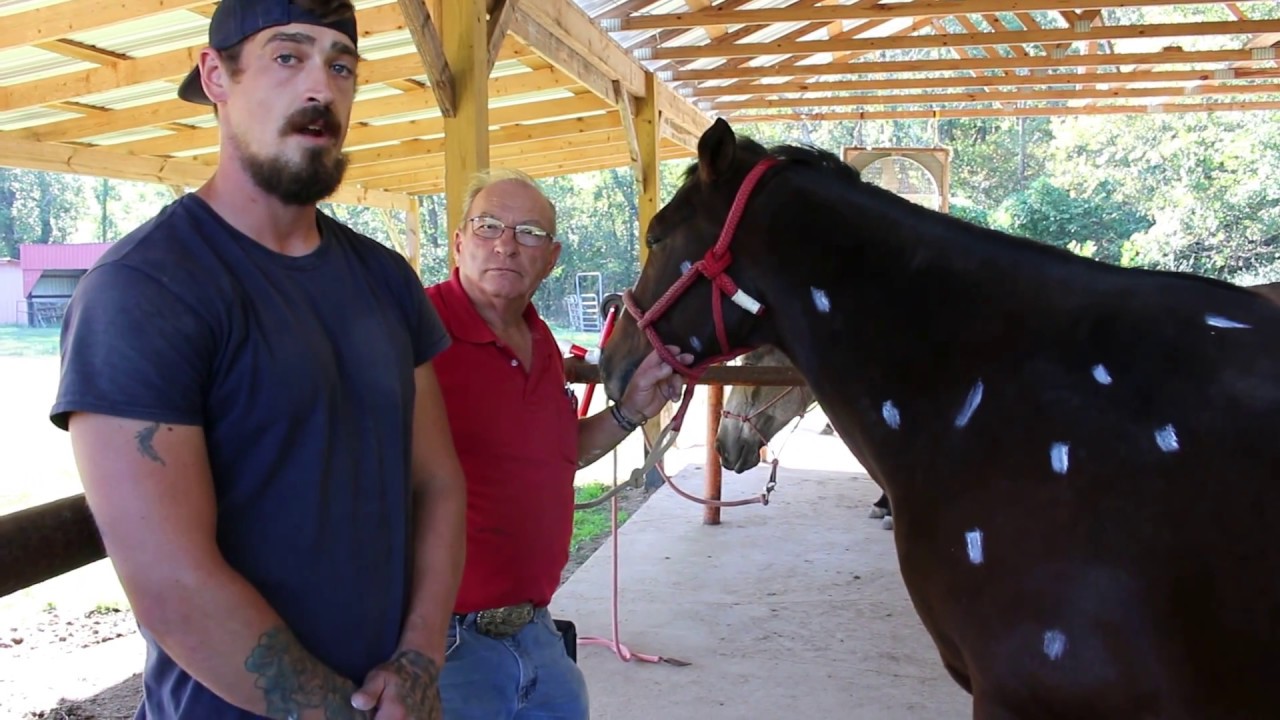 Sneak Preview of The Equine Flexion Therapy Course! - YouTube