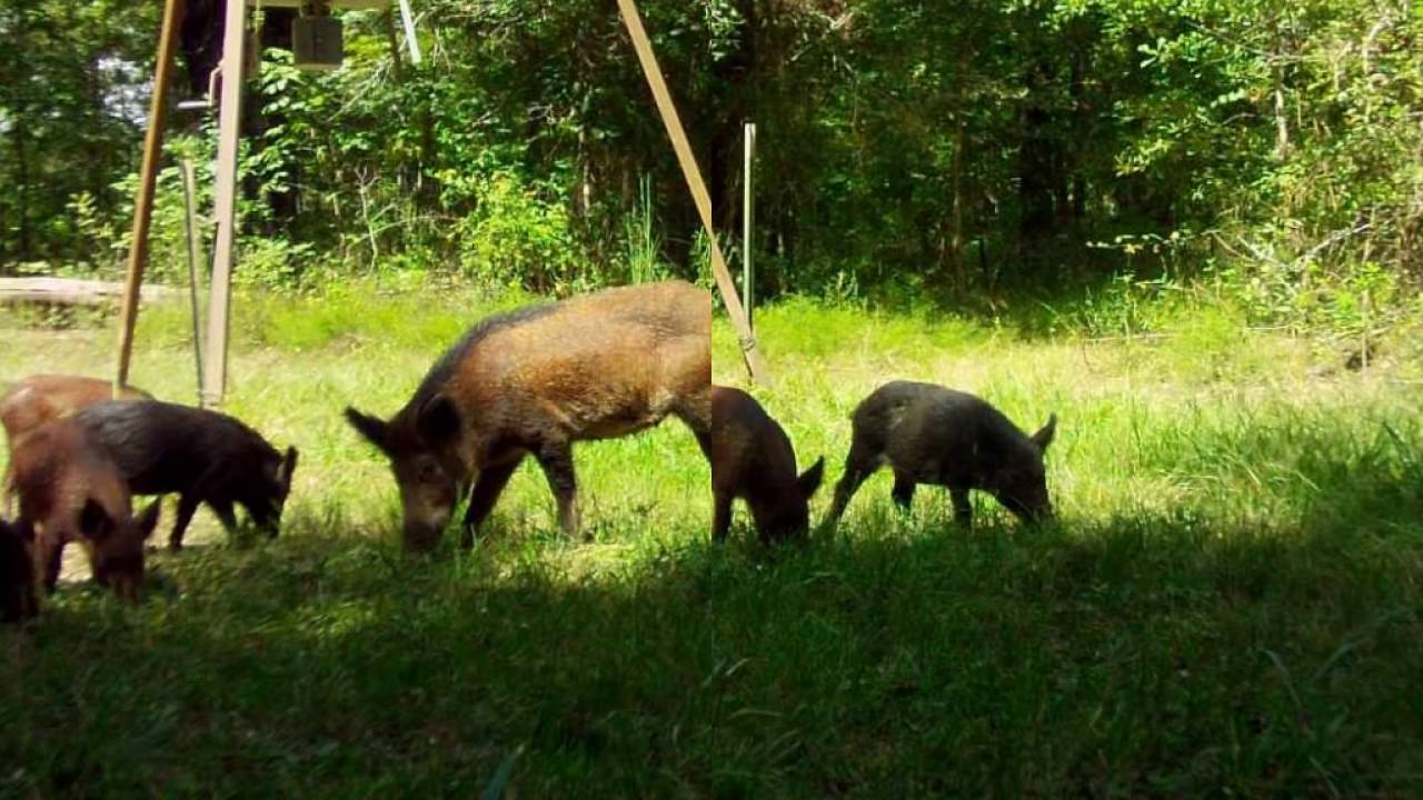 Feral Hog Farm 091916 - YouTube