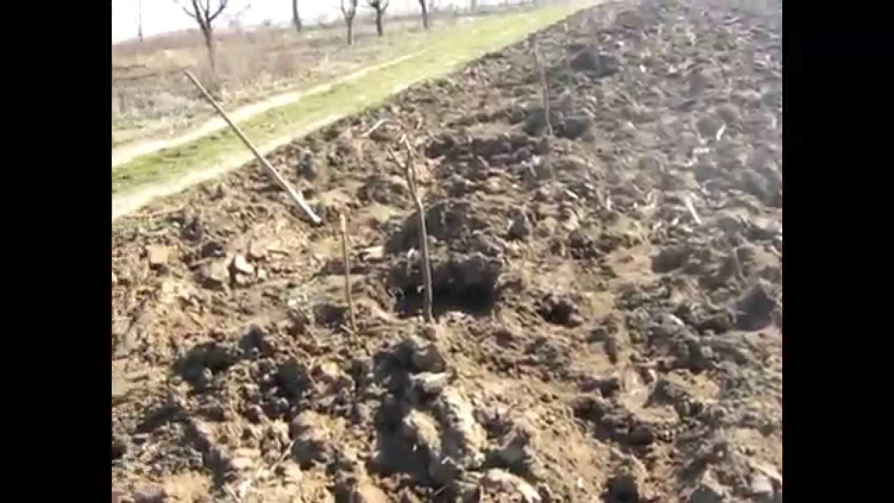 Csemete ultetes Szerzo Laszlo-val 1. resz - YouTube