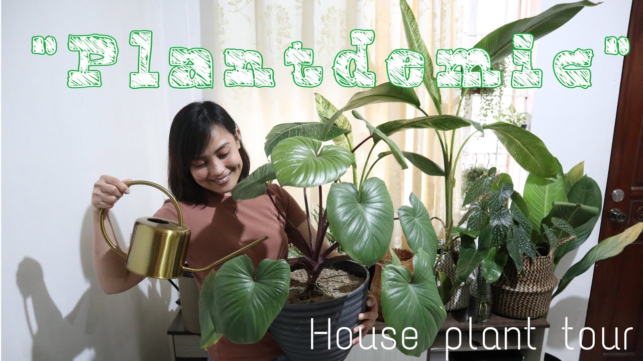 House Plant Tour / PLANTDEMIC year! - YouTube