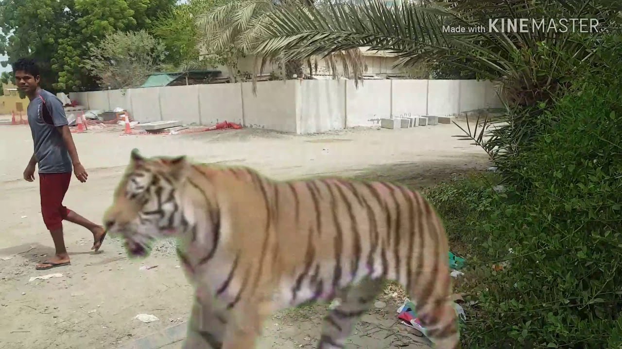 Man and Tiger Fight.... - YouTube