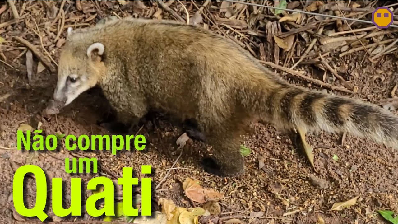 Mundo Animal Quati - YouTube