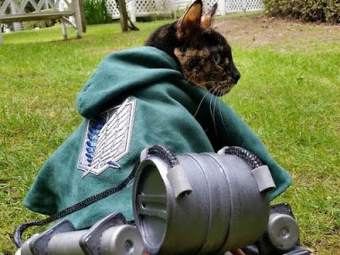 Ereneko Kucing Cosplayer Lucu dari Jepang Yang Terbiasa Dengan Pedang ...